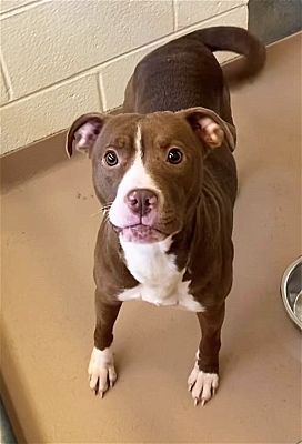 Rockaway, NJ - Pit Bull Terrier. Meet Peggy POCKET PITTY Jones a Pet ...