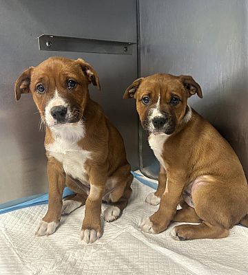 Stillwater, OK - Boxer. Meet Candy and Aurora a Pet for Adoption ...
