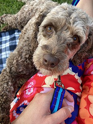 Huntington Woods, MI - Cockapoo. Meet Coco a Pet for Adoption ...