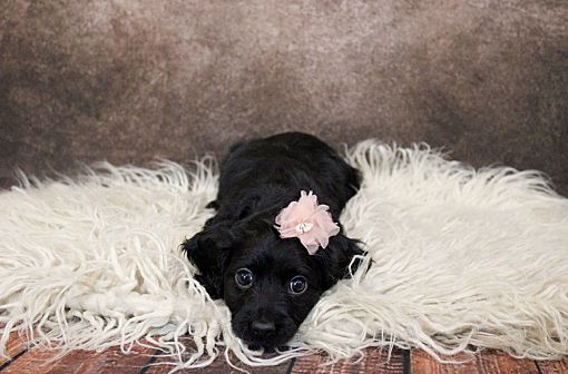 Fort Lauderdale, FL - Cockapoo. Meet Penny a Pet for Adoption ...