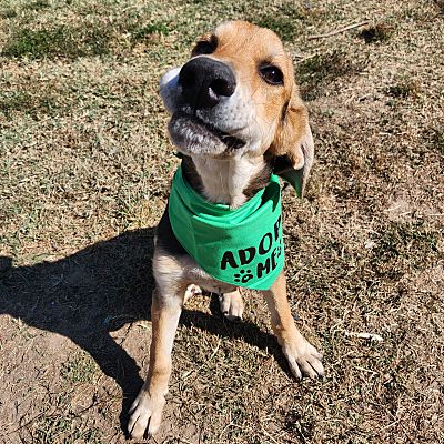 Okemah, OK - Hound (Unknown Type)/Mixed Breed (Medium). Meet Gentry a ...
