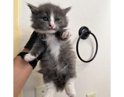 San Jose, CA - Domestic Longhair. Meet Foofa a Pet for Adoption ...