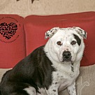 Border Collie Puppies - Rescue and Adoption Near You