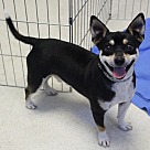 Corgi Puppies - Corgi Rescue and Adoption Near You