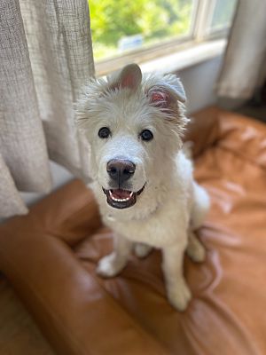 Los Angeles, CA - Great Pyrenees. Meet Apollo a Pet for Adoption ...