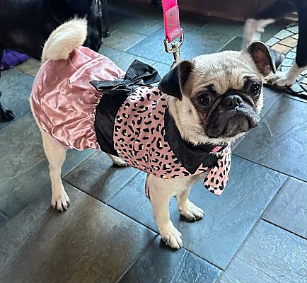 Wethersfield, CT - Pug. Meet Barbie a Pet for Adoption - AdoptaPet.com