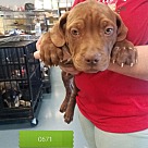 Mastiff Puppies - English Mastiff Puppies and Rescue