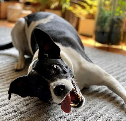 Oakland, CA - Border Collie/Terrier (Unknown Type, Medium). Meet Looch ...