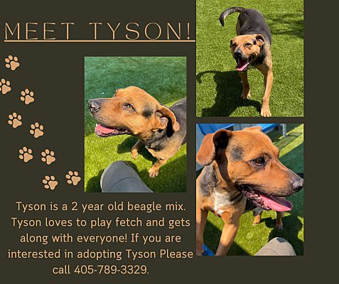 Warr Acres, OK - Beagle/Mixed Breed (Medium). Meet Tyson a Pet for ...