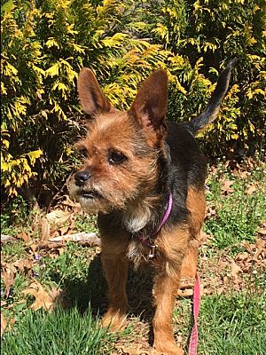 Colmar, PA - Yorkie, Yorkshire Terrier/Rat Terrier. Meet Chewie a Pet ...