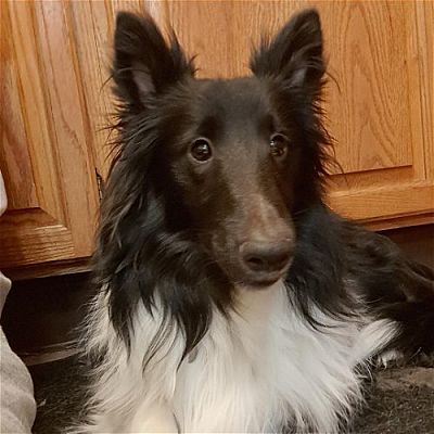 Mission, KS - Sheltie, Shetland Sheepdog. Meet Tucker a Pet for ...