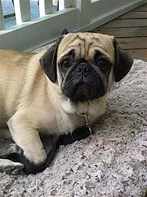 Thomaston, ME - Pug. Meet Mr. Pugsley a Pet for Adoption - AdoptaPet.com