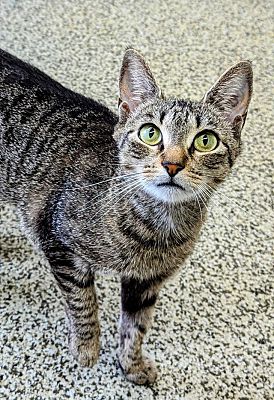 Sautee, GA - Tabby. Meet Maggie Mae a Pet for Adoption - AdoptaPet.com