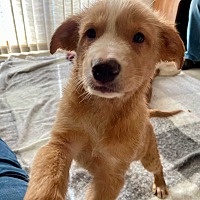 Adoptable Pets – Rover Rescue