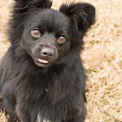 Papillon Puppies - Papillon Rescue and Adoption Near You