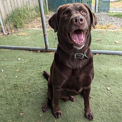 Aberdeen, WA - Labrador Retriever. Meet Duke a Pet for Adoption ...