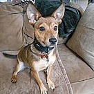 Corgi Puppies - Corgi Rescue and Adoption Near You