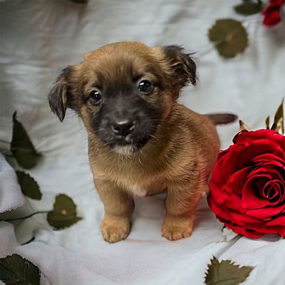 Los Angeles, CA - Pomeranian/Dachshund. Meet Bubby a Pet for Adoption ...
