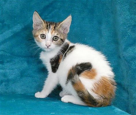 Pasadena, CA - Calico. Meet AURORA a Pet for Adoption - AdoptaPet.com