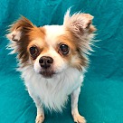 Papillon Puppies - Papillon Rescue and Adoption Near You