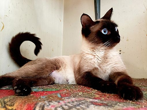 Lorain, OH - Siamese. Meet Mocha a Pet for Adoption - AdoptaPet.com