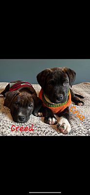 South Amboy, NJ - Pit Bull Terrier. Meet Creed/Cruz a Pet for Adoption ...