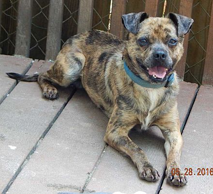 Great Falls, VA - Pug/Australian Shepherd. Meet Coop(21 lb) Unique ...