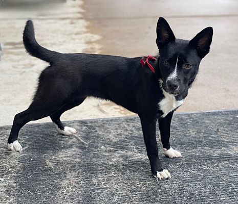 Dalton, GA - Boxer/Rat Terrier. Meet Trina a Pet for Adoption ...