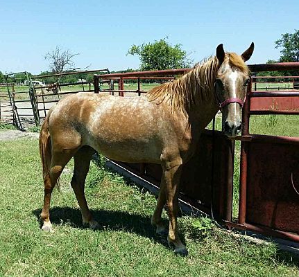 Willis, TX - Pony - Other/Pony - of America. Meet Carina a Pet for ...