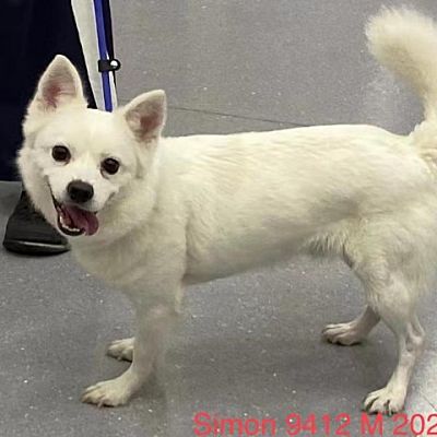 Brooklyn, NY - Finnish Spitz/Mixed Breed (Small). Meet Simon 9412 a Pet ...