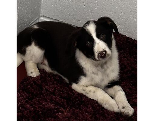 Delaware, OH - Border Collie/American Bulldog. Meet Sparrow a Pet for ...