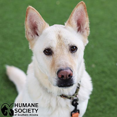 Tucson, AZ - Shepherd (Unknown Type). Meet SHIRO a Pet for Adoption ...