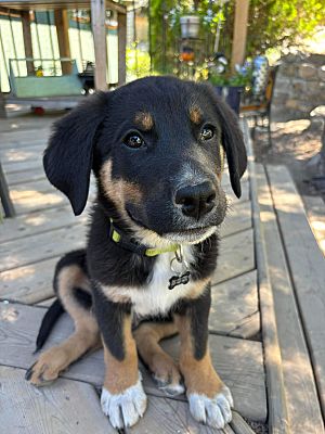 Kelowna, BC - German Shepherd Dog. Meet Barrel - Adoption Pending a Pet ...