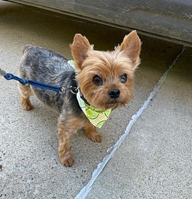 Shelby Township, MI - Yorkie, Yorkshire Terrier. Meet Louie a Pet for ...