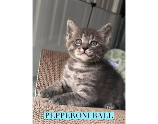 Savannah, GA - Siamese/Domestic Mediumhair. Meet Pepperoni Ball a Pet ...