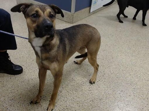 Doral, FL - Black Mouth Cur. Meet HINATA a Pet for Adoption - AdoptaPet.com