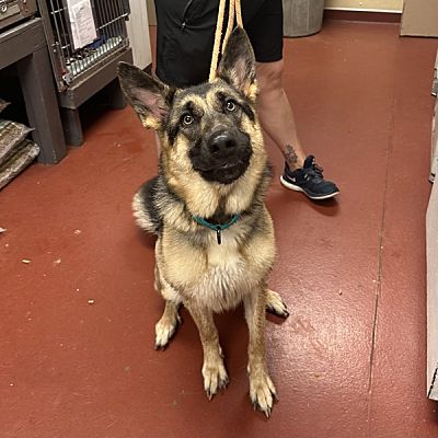 Salisbury, MD - German Shepherd Dog. Meet Queenie a Pet for Adoption ...