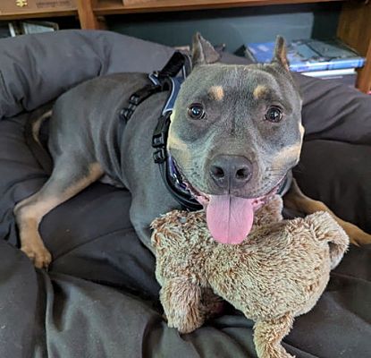 Belleville, MI - American Pit Bull Terrier. Meet Rudy a Pet for ...