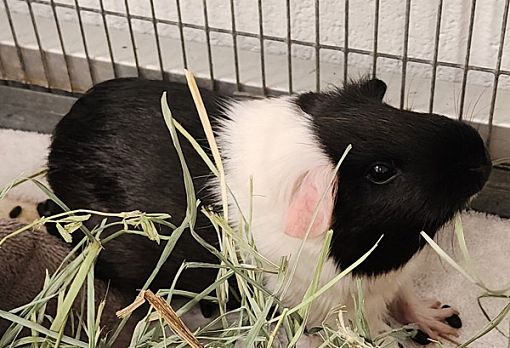 San Diego, CA - Guinea Pig. Meet Alison a Pet for Adoption - AdoptaPet.com