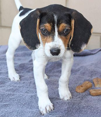Waynesboro, VA - Beagle/Treeing Walker Coonhound. Meet Beth a Pet for ...