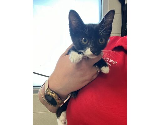 San Marcos, TX - Domestic Shorthair/Domestic Mediumhair. Meet Snookums ...