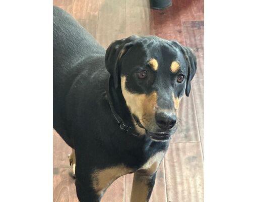 Sun City Ctr, FL - Labrador Retriever/Doberman Pinscher. Meet Milly a ...