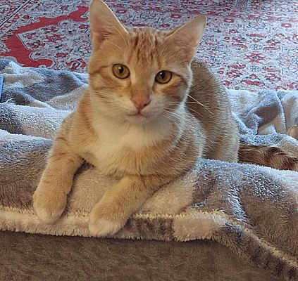 Manchester, NH - Egyptian Mau. Meet Singab a Pet for Adoption ...