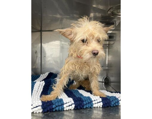 Dallas, TX - Yorkie, Yorkshire Terrier/Chihuahua. Meet BENJI a Pet for ...