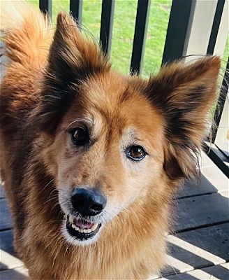 Germantown, OH - Finnish Spitz/Golden Retriever. Meet Briley a Pet for ...
