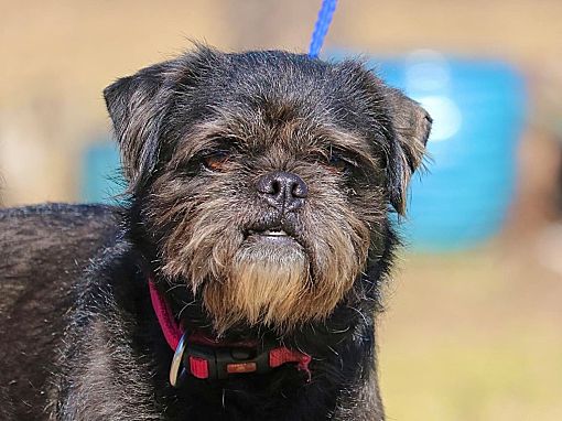 Barrington, RI - Brussels Griffon/Pug. Meet Brodie a Pet for Adoption ...
