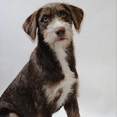 Eastford, CT - Fox Terrier (Wirehaired)/Mixed Breed (Medium). Meet CT ...