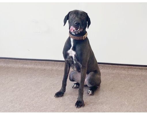 St. Louis, MO - Labrador Retriever. Meet BELLA a Pet for Adoption ...