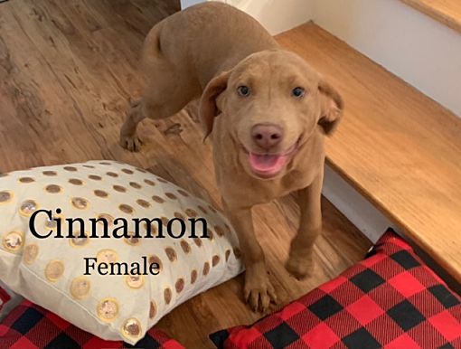 East Hartford, CT - Labrador Retriever/Terrier (Unknown Type, Medium ...