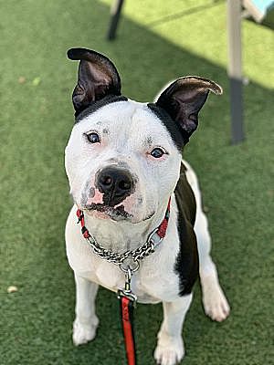 Hartford, CT - Pit Bull Terrier. Meet Reindeer a Pet for Adoption ...